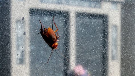 The Cockroach Uprising Is Upon Us