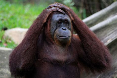 Majmun Photo monkey-40.jpg | Bestgraph