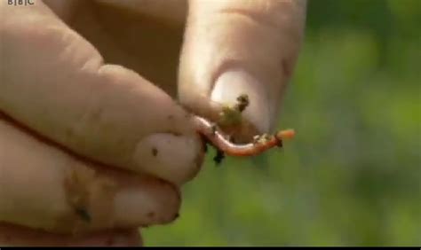 Get Yourself Some Garden Worms · Gardening ·