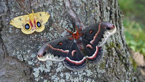 Cecropia Moth Species 6 Fascinating Cecropia Moth Facts Birds And