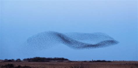 The Efficiency Trap Thinking Ahead Institute