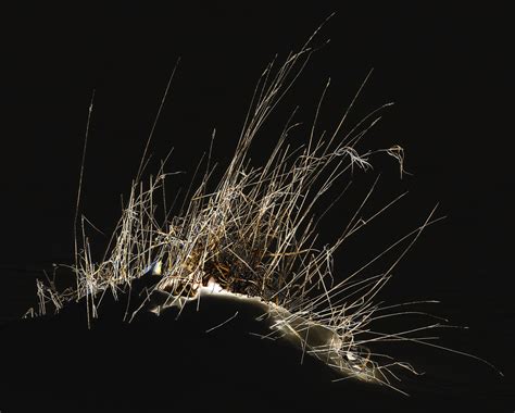 Alien Grass 5280 Lens Mafia