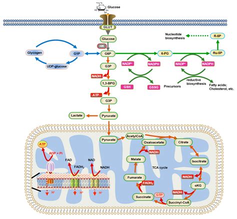 Glucose Metabolism