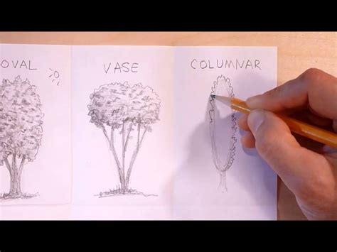 Basic Tree Sketch At PaintingValley Com Explore Collection Of Basic Tree Sketch