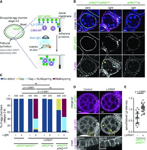 Optogenetic Clustering Inactivates Apkc And Disrupts Tissue
