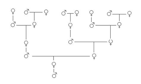 Things You Didn T Know About The Fibonacci Sequence Vincit