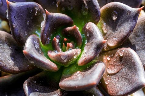 The Most Stunning Succulents With Purple Tips