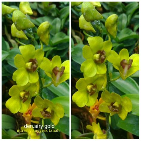 Jual Anggrek Dendrobium Airy Gold Shopee Indonesia