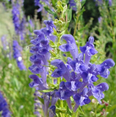 Scutellaria Baicalensis Skullcap Scutellaria Root Scutellaria Baicalensis Skullcap Scutellaria Root