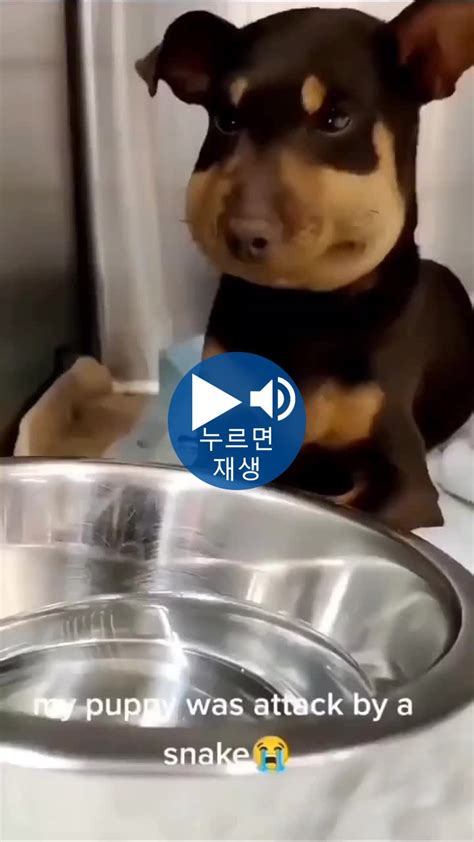 뱀에게 물린 강아지 유머 움짤 이슈 에펨코리아