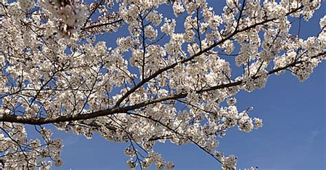 벚꽃 만발한 미국 수도 워싱턴