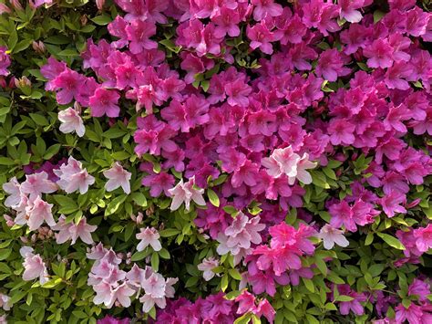 My Azaleas Scrolller