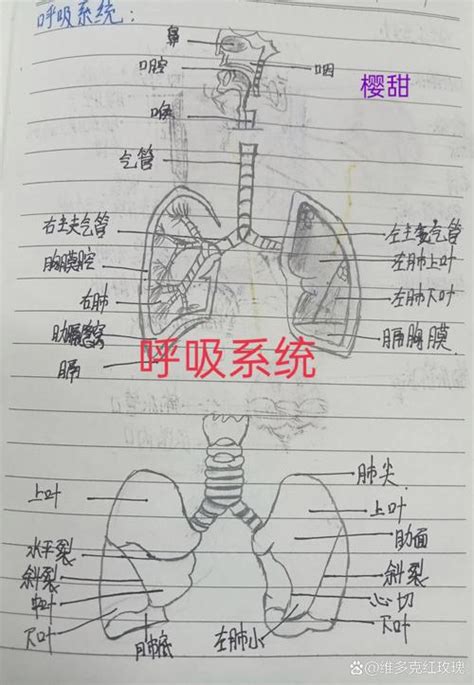呼吸系统图解简笔画 图文（16张）简笔画图片大全