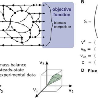 Constraint Based Modeling A Schematic Representation Of A Download Scientific Diagram