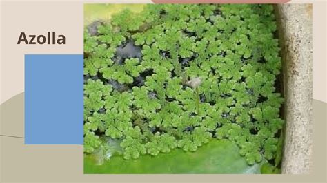 Beneficial Microorganisms Beneficialpptx