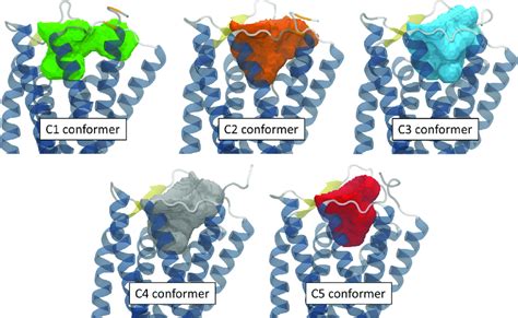 Shape And Position Of The Binding Pockets Obtained For The 5 Md Download Scientific Diagram