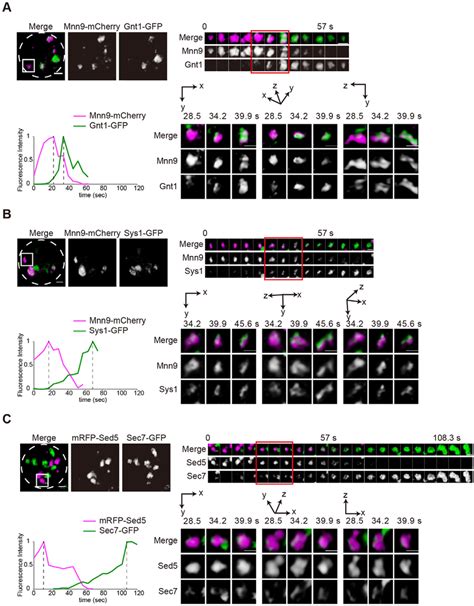 4d Observation Of Cisternal Maturation Wild Type Cells Expressing A Download Scientific