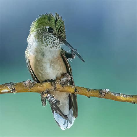 Broadtail Hummingbird Cleaning Her Beak Photograph By Lowell Monke Pixels