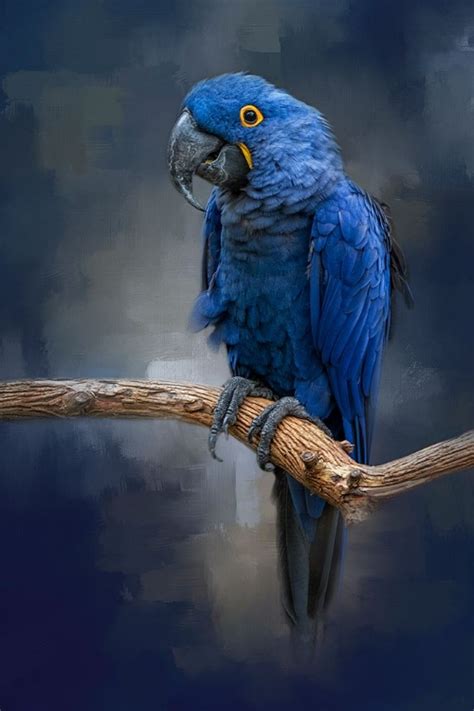 Somerset House Images Blue Gem