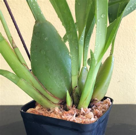 Oncidium Alliance Bllra Snowblind Sweet Spots La Foresta Orchids