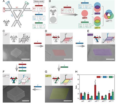 Figure 2 From Programming Crystallization Kinetics Of Self Assembled
