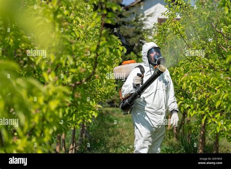 Farmer Sprays Trees With Toxic Pesticides Or Insecticide Farmer In Personal Protective