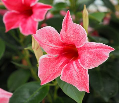 Sundaville® Flamingo Pink 14cm Rack Worlds No1 Mandevilla Dipladenia