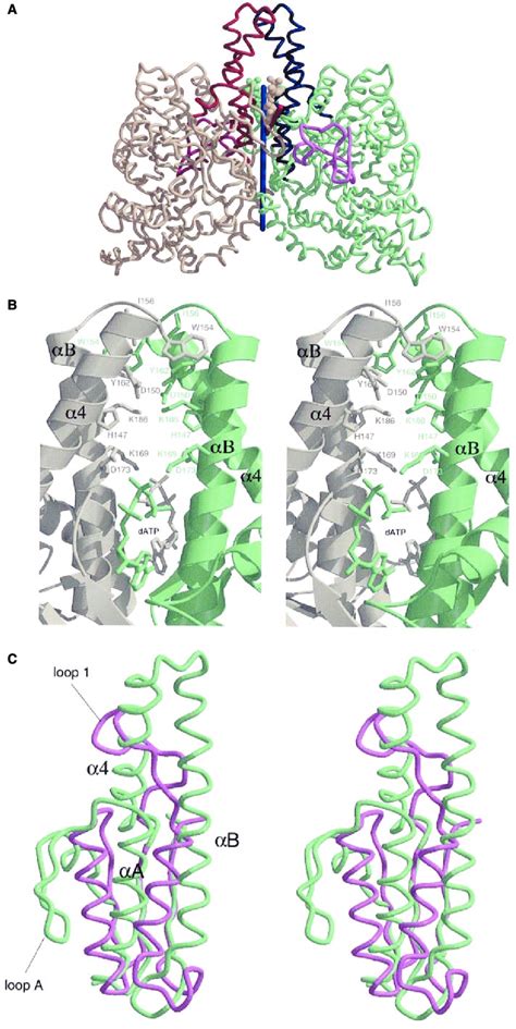 Altered Dimer Interfaces Of Nrdd Caused By Insertion And Elongation Of Download Scientific