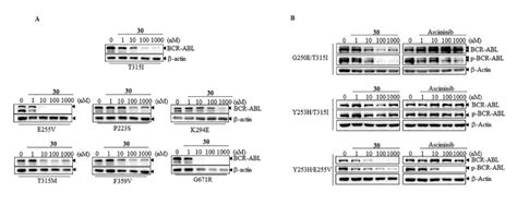 免化所姜标教授团队与合作者联合发表文章报道靶向融合蛋白bcr Abl新型蛋白降解剂