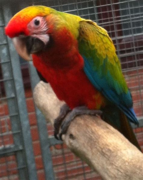 Shamrock Macaw In Exotic Bird Photography