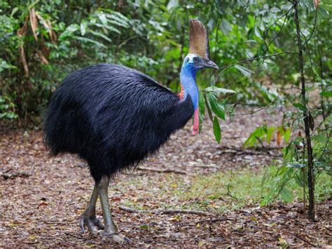 13 Largest Flightless Birds And The Giants Weve Lost