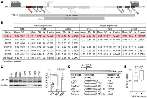 Patient Derived Ipsc Cerebral Organoid Modeling Of The 17q11 2 Microdeletion Syndrome