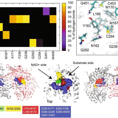 A The Percentage Of Hydrogen Bonds Occurring Throughout All Download Scientific Diagram