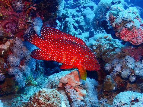 Red Sea Spotted Grouper