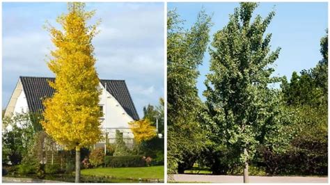 Different Types Of Ginkgo Trees Their Identifying Features