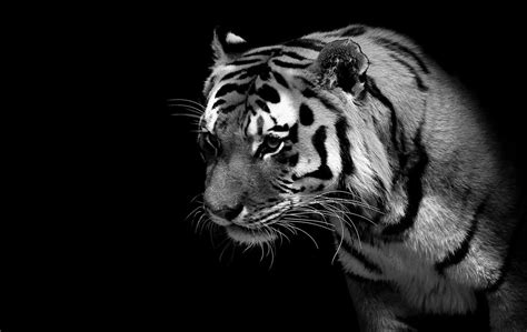 Black And White Tiger Wallpapers Top Free Black And White Tiger