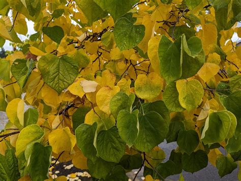 Pixel 8 Review Definitely Not A Small Pixel 8 Pro