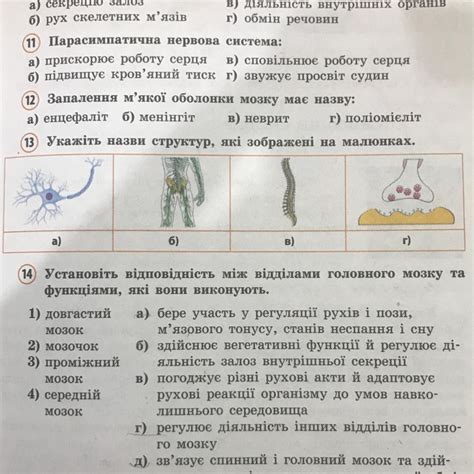 13 Укажіть назви структур які зображені на малюнках Школьные
