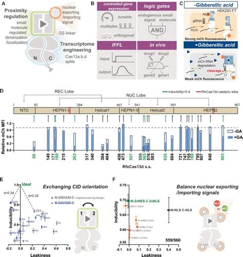 Orthogonal Inducible Control Of Cas13 Circuits Enables Programmable Rna