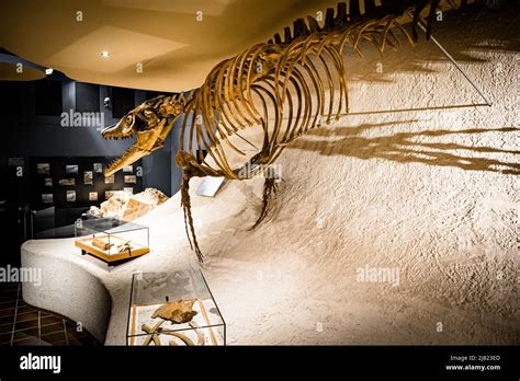 View Of A Mounted Mosasaurus Fossil At The Natural History Museum In
