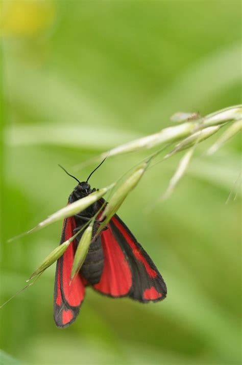 Cinnabar Moth Insect Week 2024
