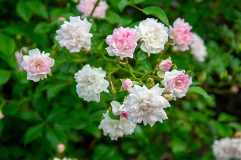 Blumen Rosen Garten Kostenloses Foto Auf Pixabay Pixabay