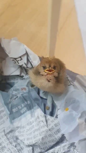 다리 다친 아기 참새 먹이주기 Youtube