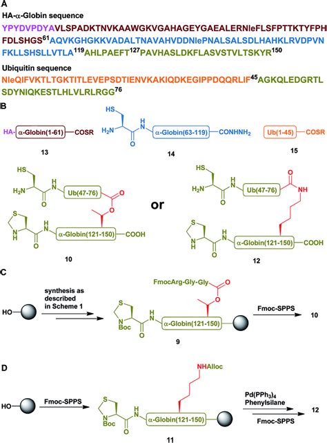 A The Sequences Of Ha α Globin And Ub B The Peptide Building