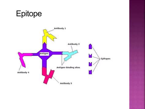Antigen Retrievalpptx