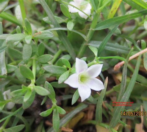 Dentella Repens Eflora Of India