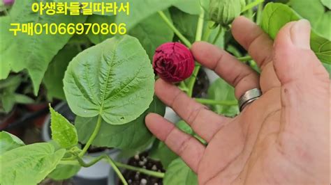 야생화들길따라서 01066970806 갯국화 부용화 구아바나무자엽하늘바라기빨강 노랑야생국화 가든맘국화 라임라이트수국후룩스4종 에키네시아겹 홀 썬시커그린