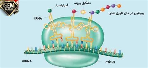 محل تولید پروتئین در سلول کدام قسمت است جم نما