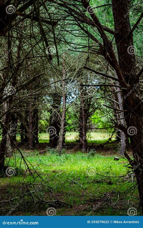 Enchanted Deciduous Forest With Wild Trees And Grassy Clearing Naked