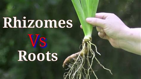 Differences Between Rhizome And Root Lecture 11 In Hindi Urdu YouTube